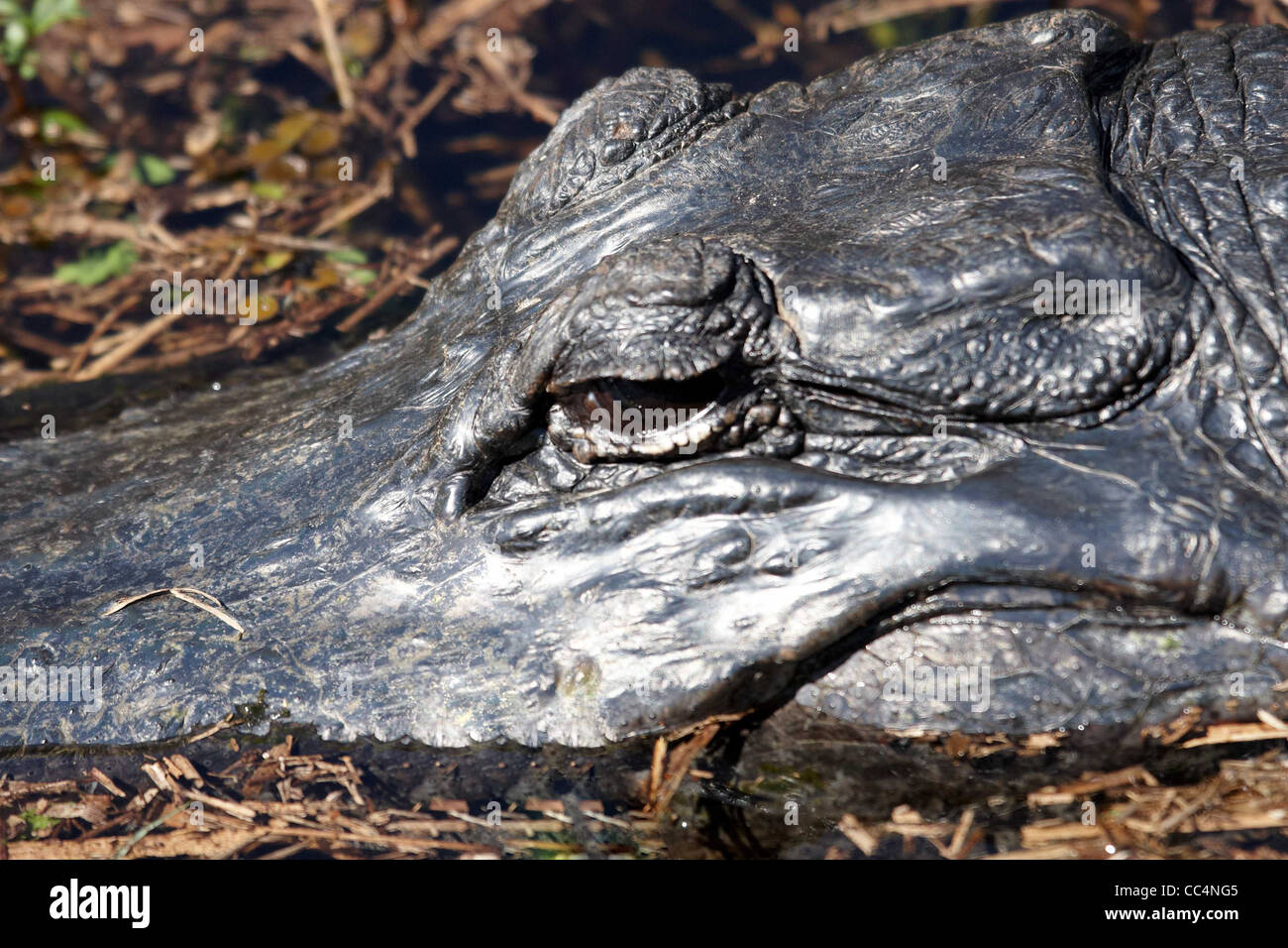 A close up of an alligator head Stock Photo - Alamy