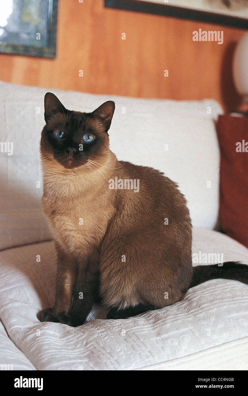 Cat: Siamese Cat Stock Photo - Alamy