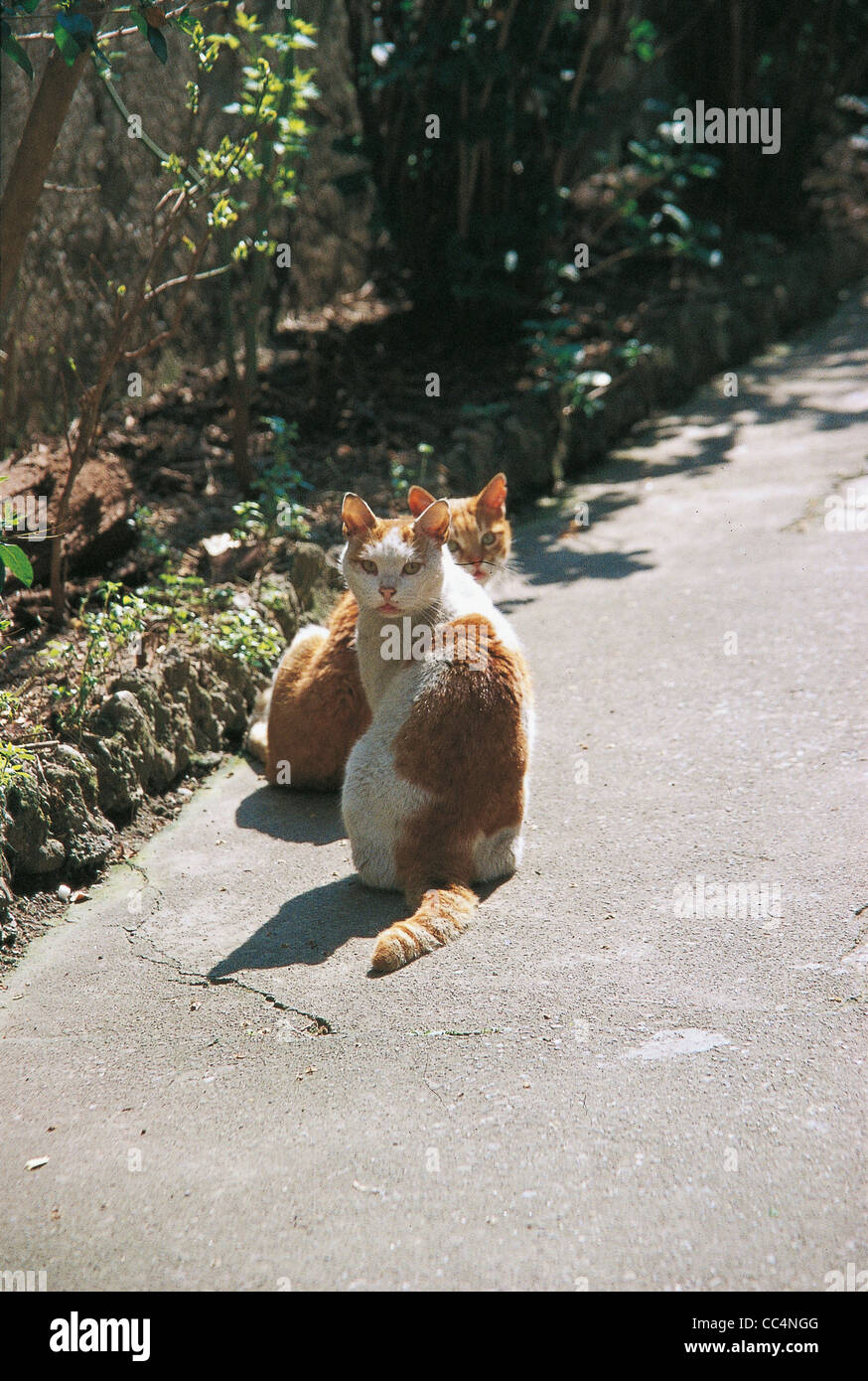 Siamese with mouse hi-res stock photography and images - Alamy