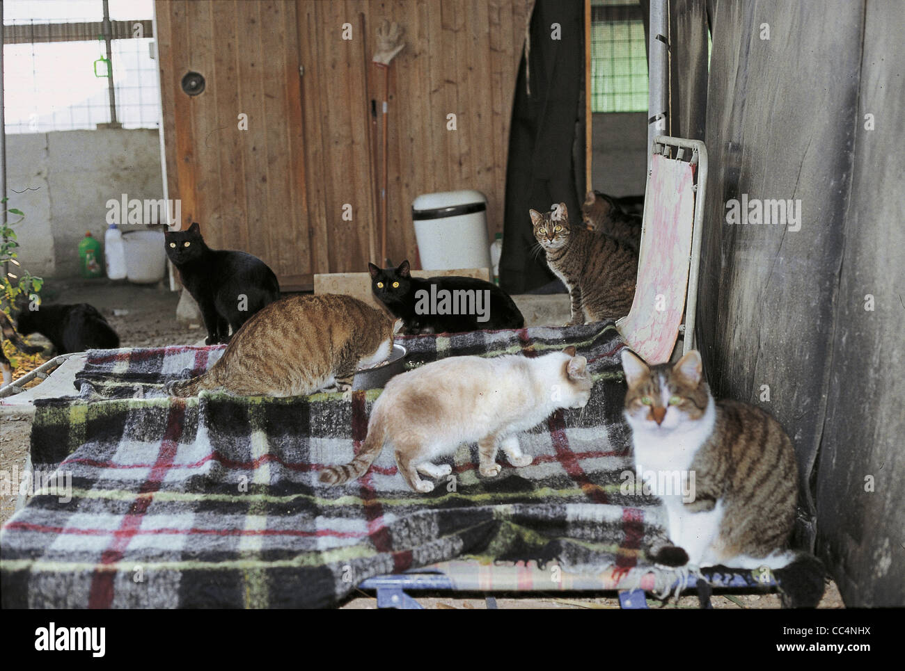 Cats: Cats (Catteries Of Florence Stock Photo - Alamy