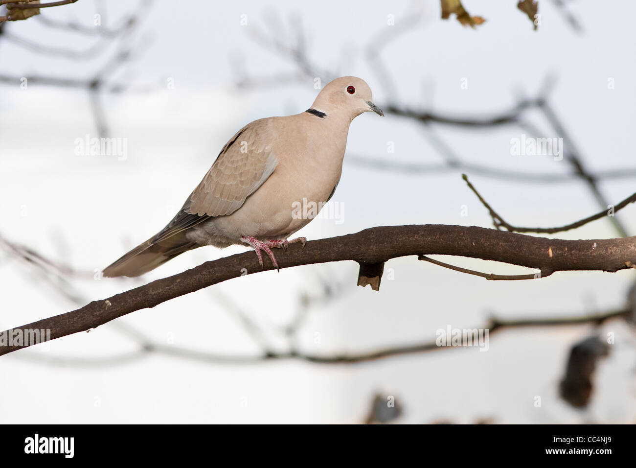 Wood pigeon collared dove hi-res stock photography and images - Alamy
