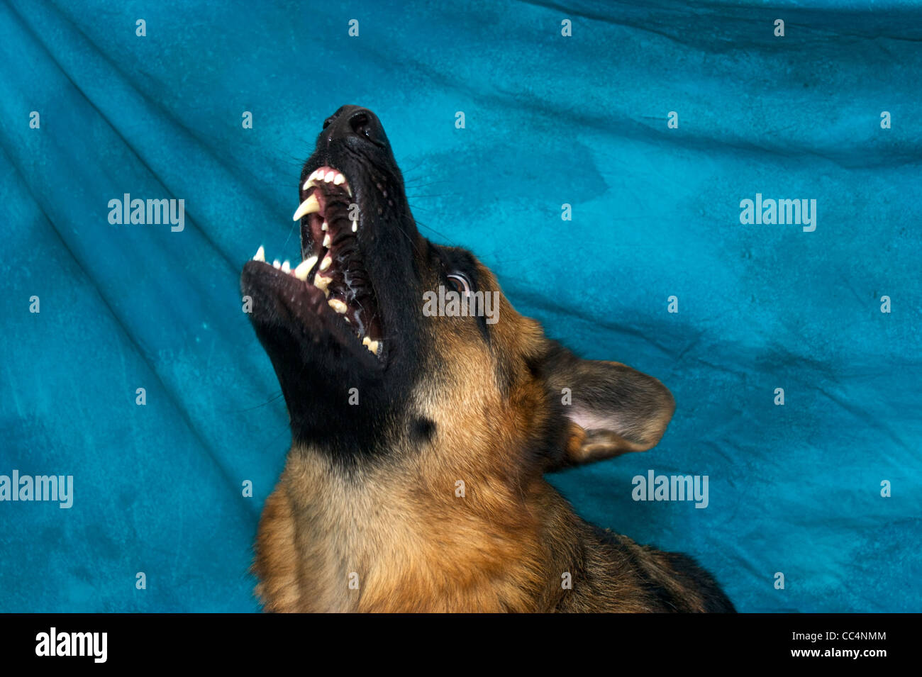 Dog baring teeth hi-res stock photography and images - Alamy