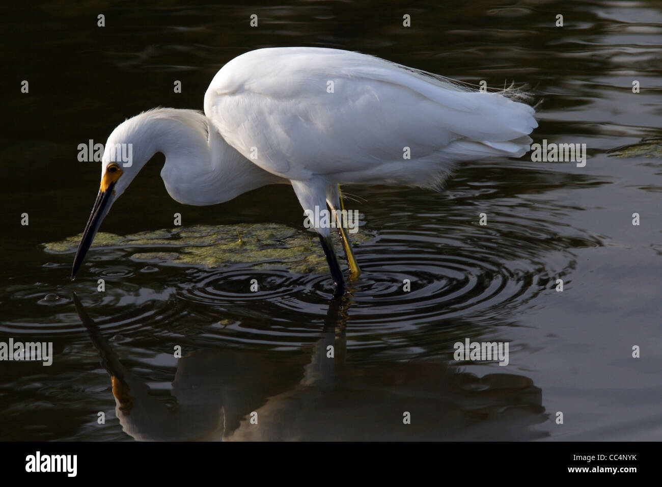 Long legged egret hi-res stock photography and images - Alamy