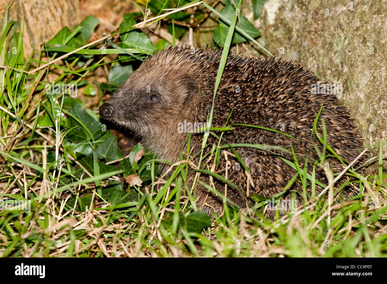 European Hedgehog in Grass and Ivy Profile View Stock Photo - Alamy