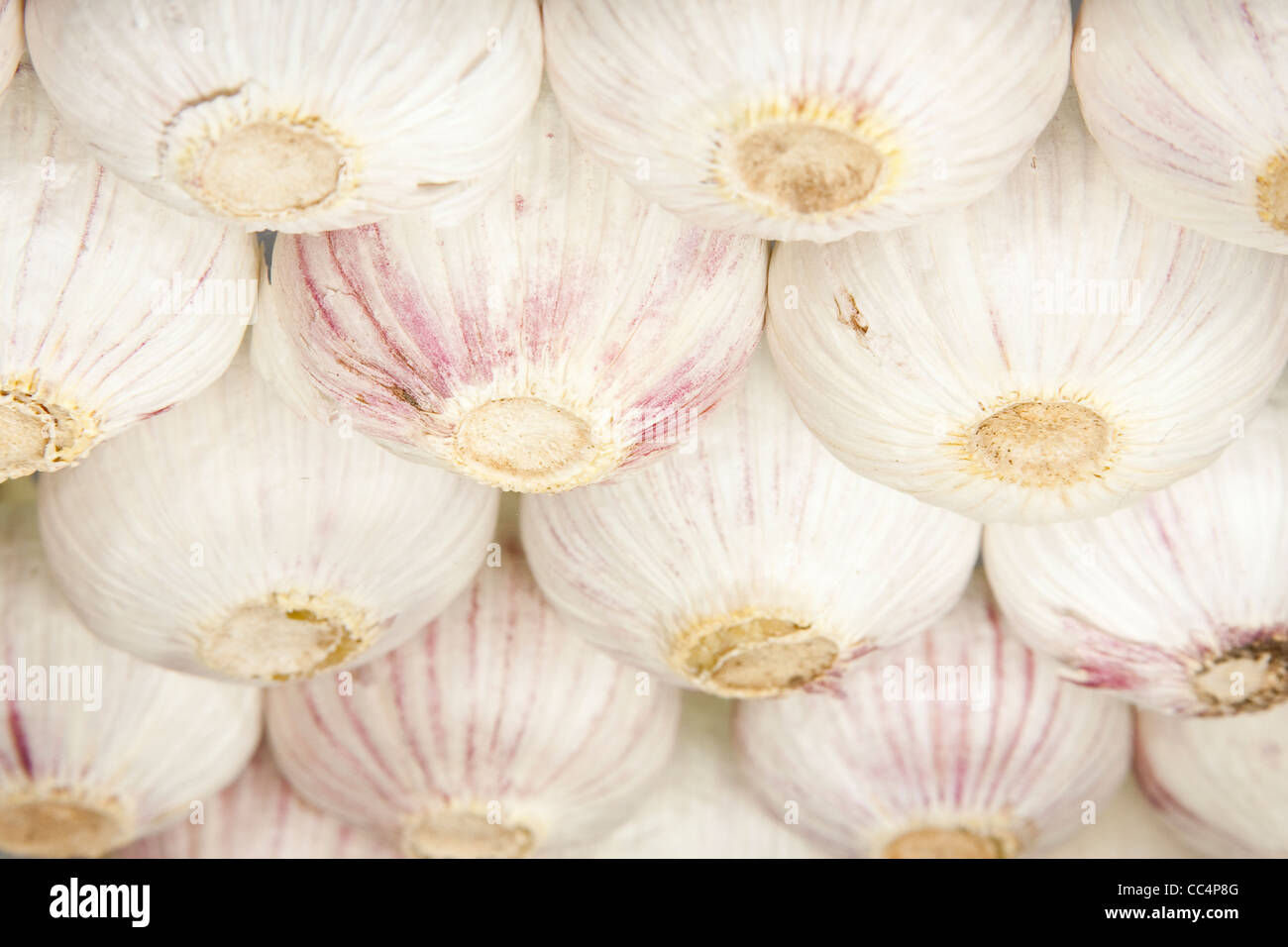 Garlic base view hi-res stock photography and images - Alamy