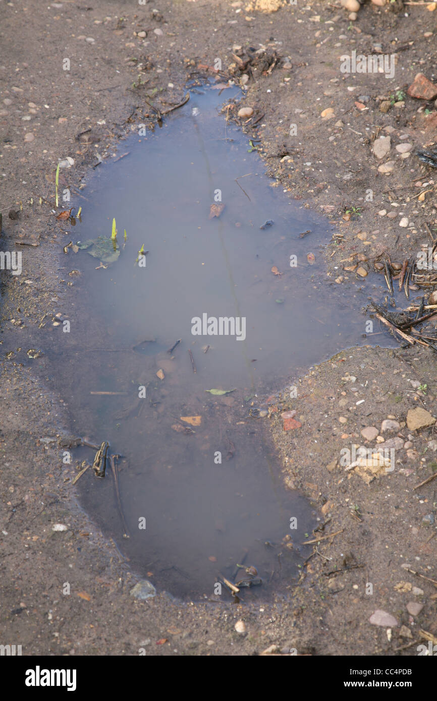 puddle on the ground after a rain shower Stock Photo - Alamy