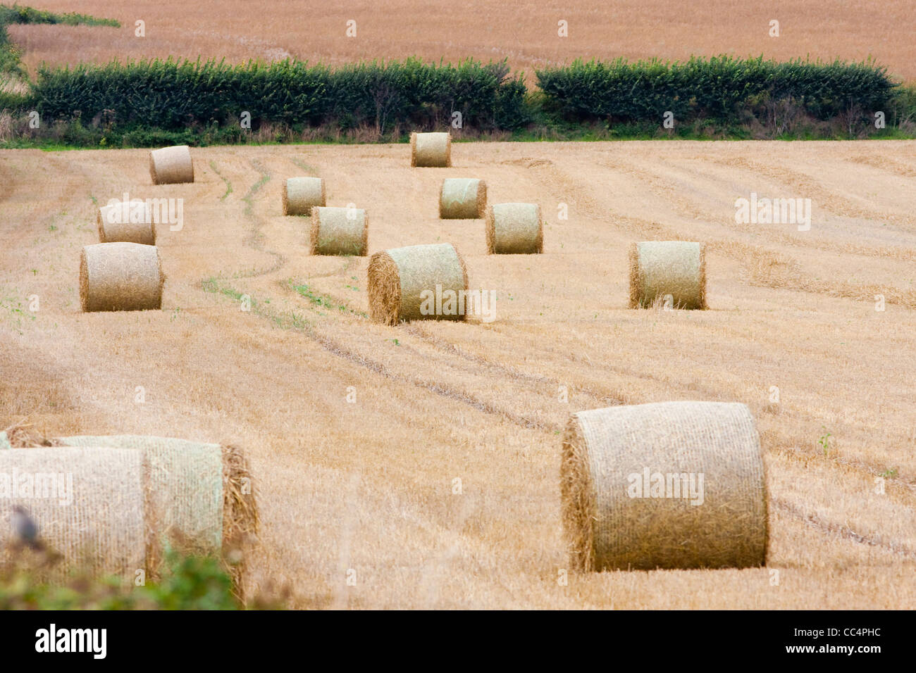 Hay Field View with Geometric Large Round Bales Stock Photo - Alamy