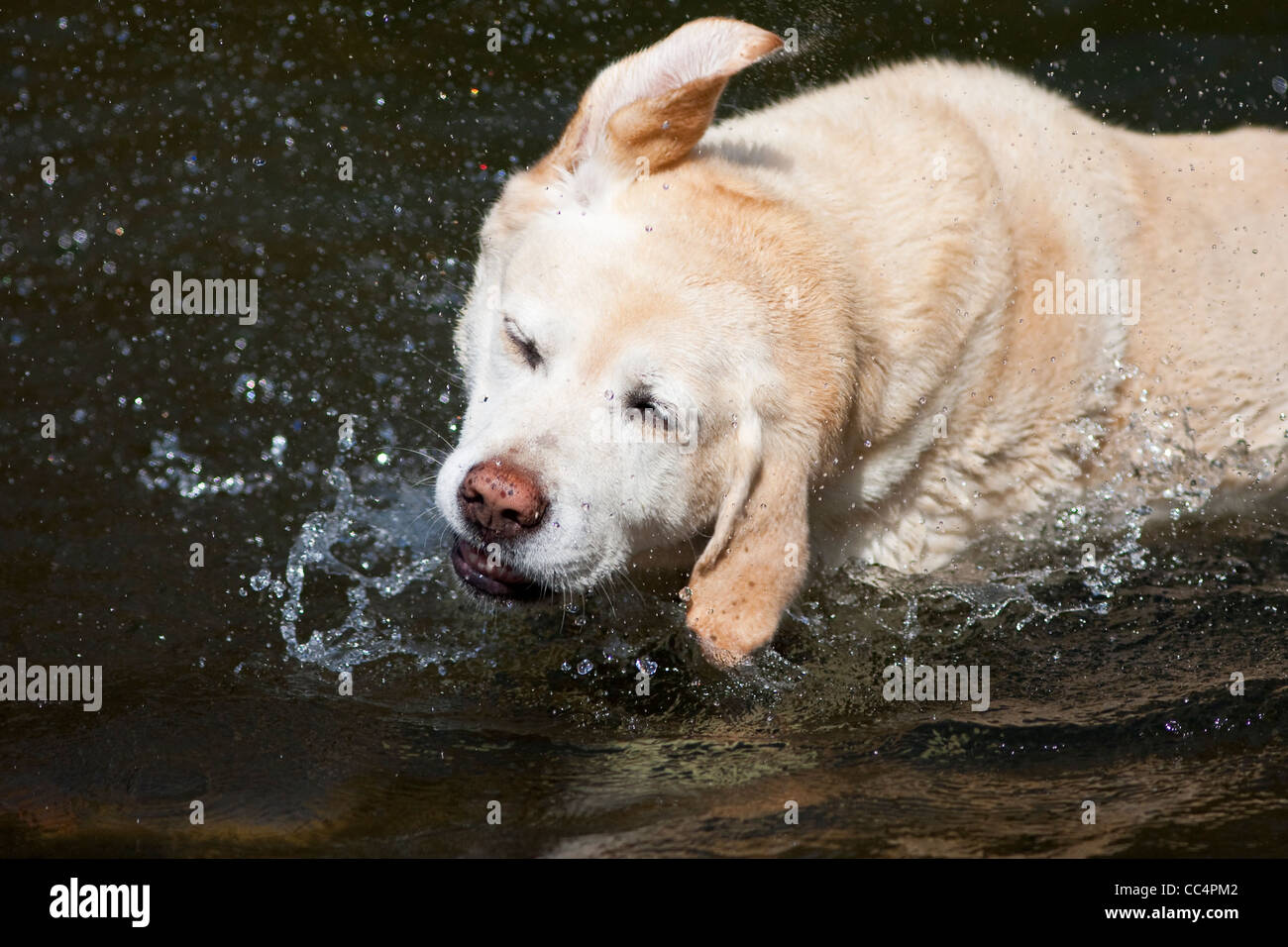 Labrador shaking water hi-res stock photography and images - Alamy
