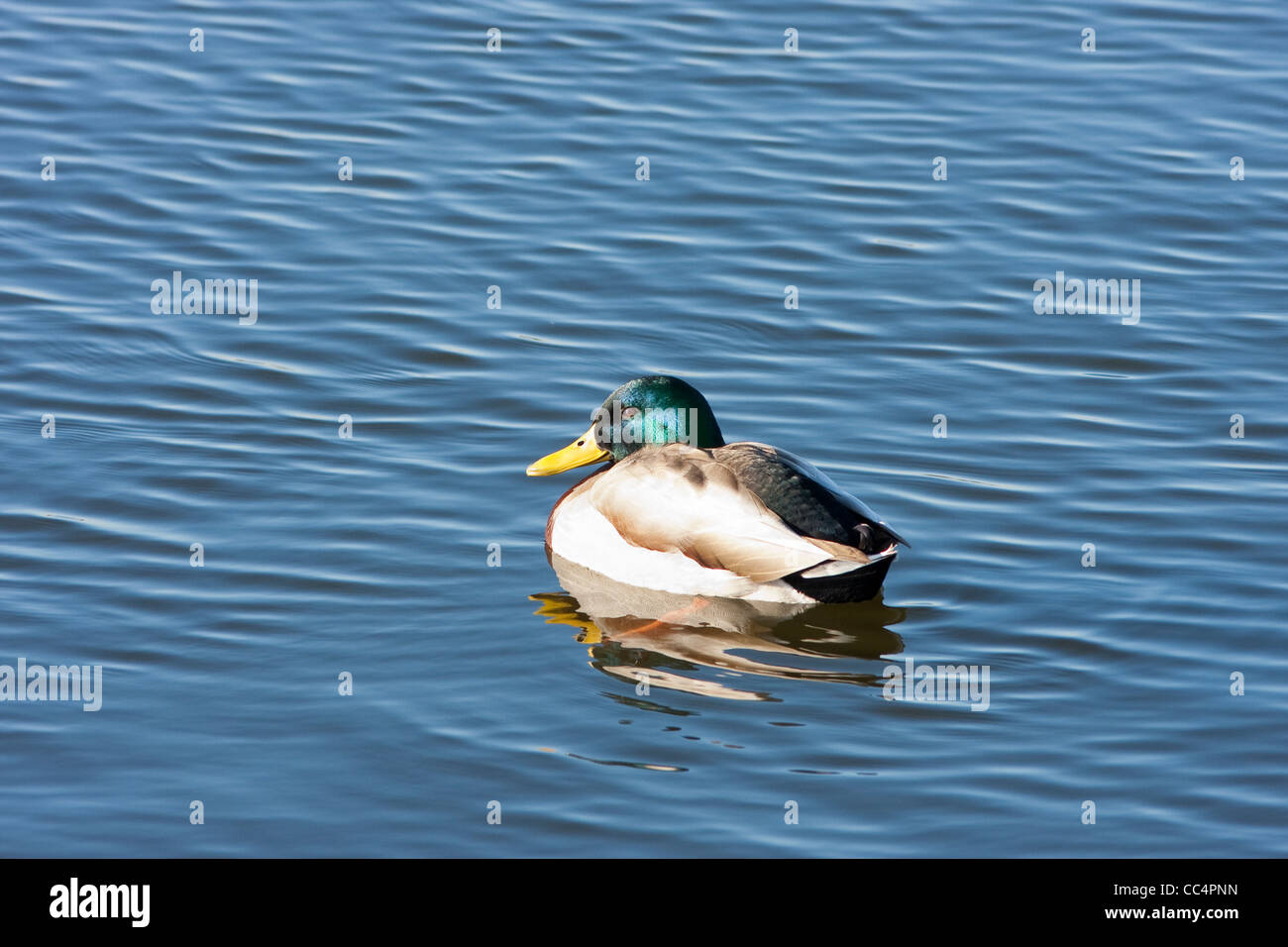 Mallard male colours hi-res stock photography and images - Alamy