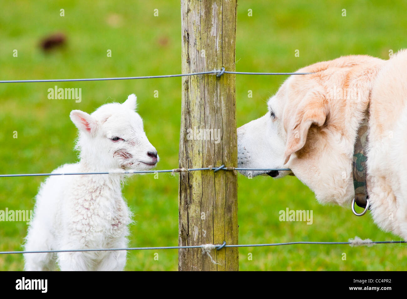 Baby sheep near fence hi-res stock photography and images - Alamy