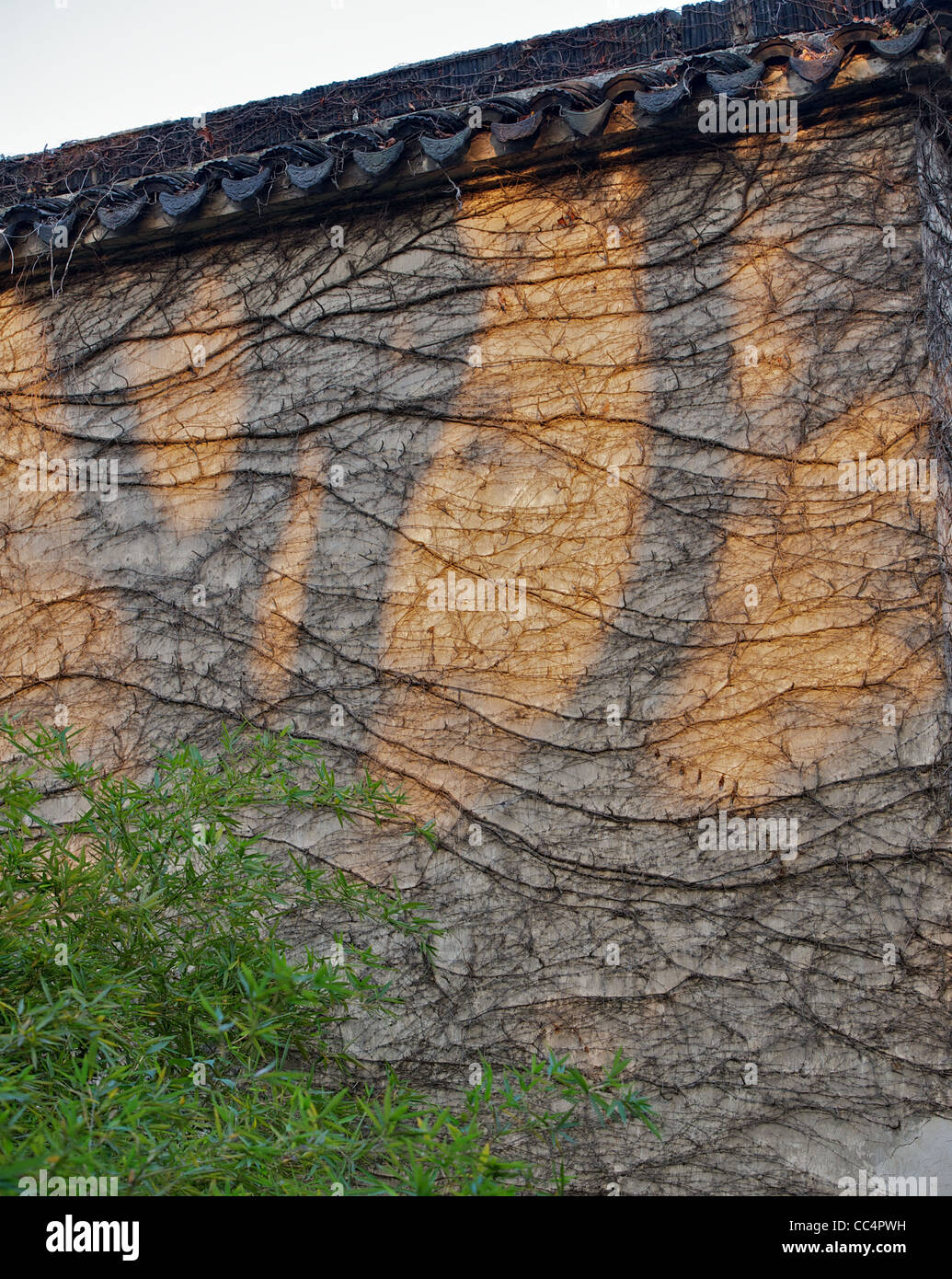 Shadow wall tree hi-res stock photography and images - Alamy