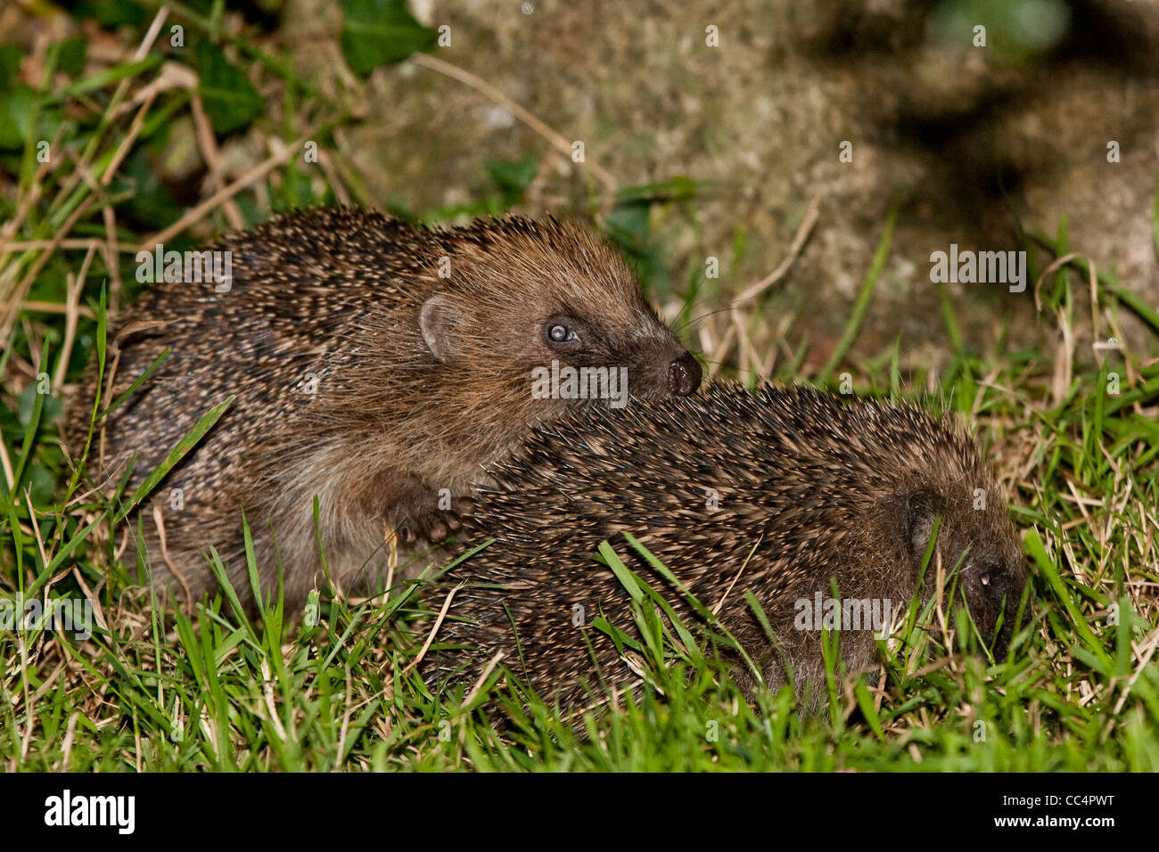 Pair of Mating European Hedgehogs Stock Photo - Alamy