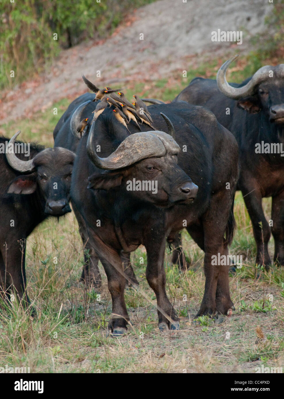 Africa Botswana Tuba Tree-Cape buffalo with Yellow-billed Oxpeckers on ...