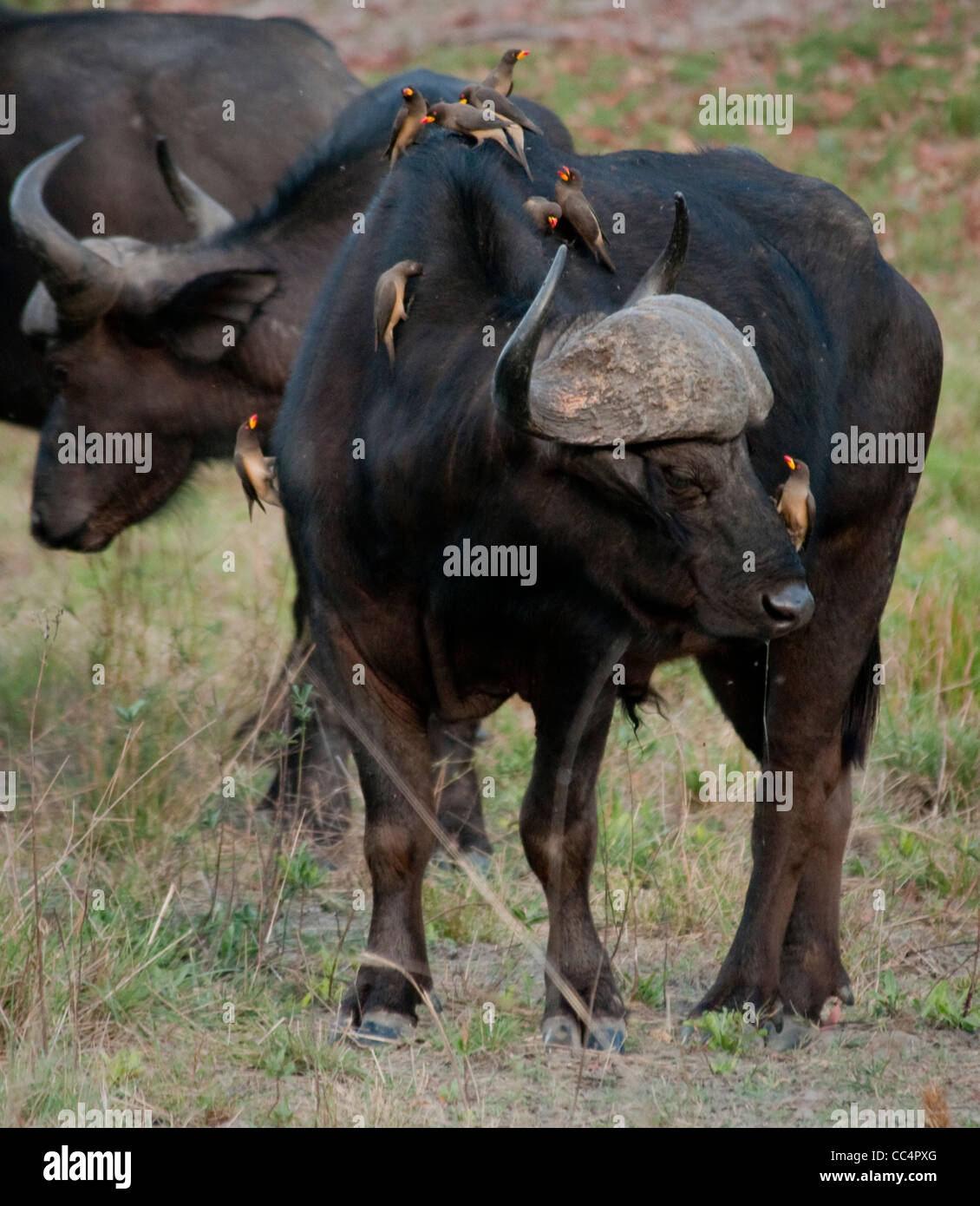 Africa Botswana Tuba Tree-Cape buffalo with Yellow-billed Oxpeckers on ...