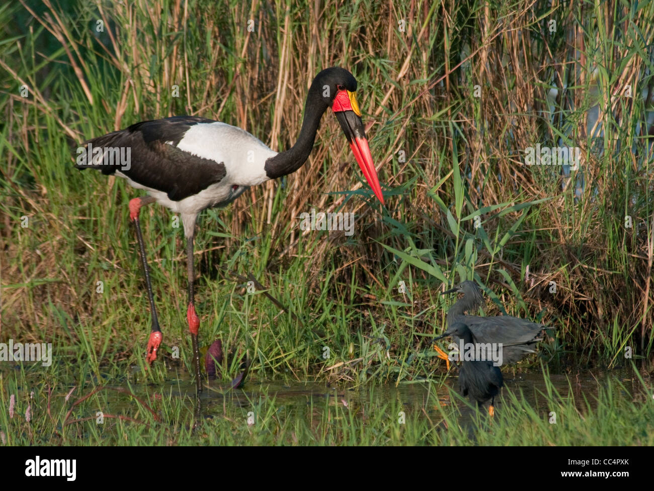 Africa Botswana Tuba Tree. Saddle-billed Stork inmarshy area ...