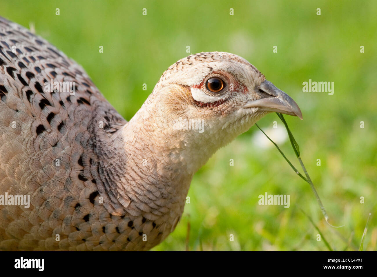 Hen Pheasant close up with blade of grass in bill Stock Photo - Alamy