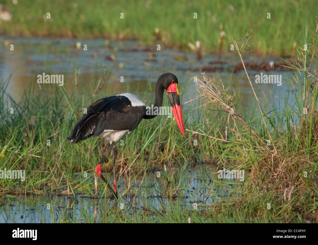 Africa Botswana Tuba Tree. Saddle-billed Stork in marshy area ...