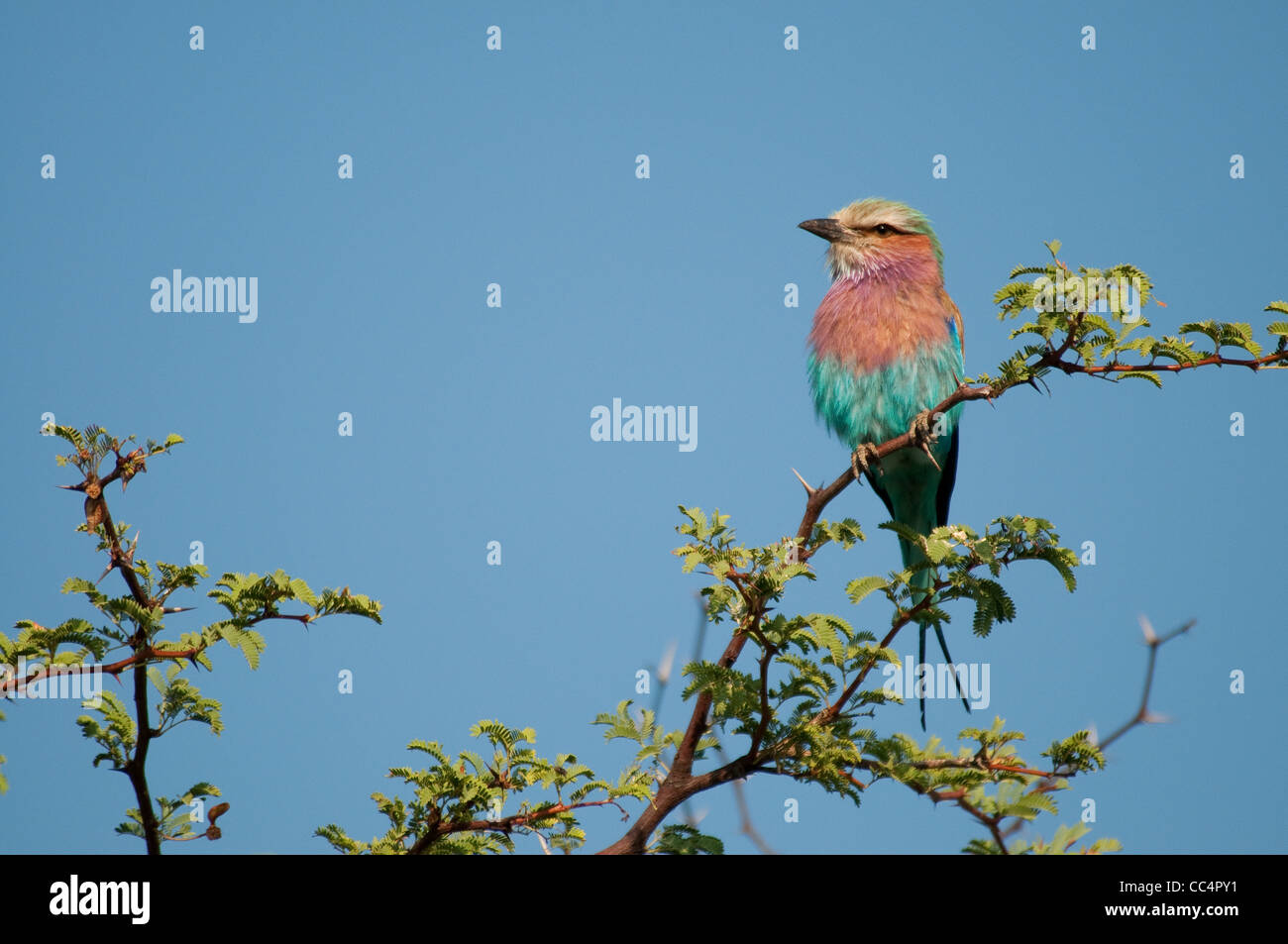 Lilac breasted roller botswana hi-res stock photography and images - Alamy