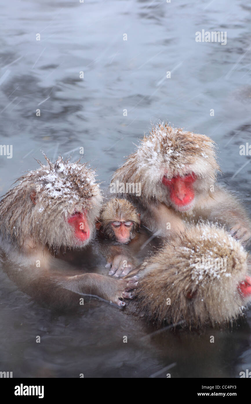 Snow monkey in hot spring, Jigokudani, Nagano, Japan Stock Photo - Alamy