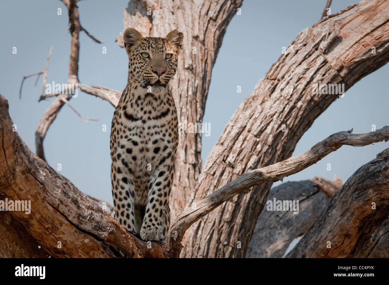 Botswana leopard tree hi-res stock photography and images - Alamy