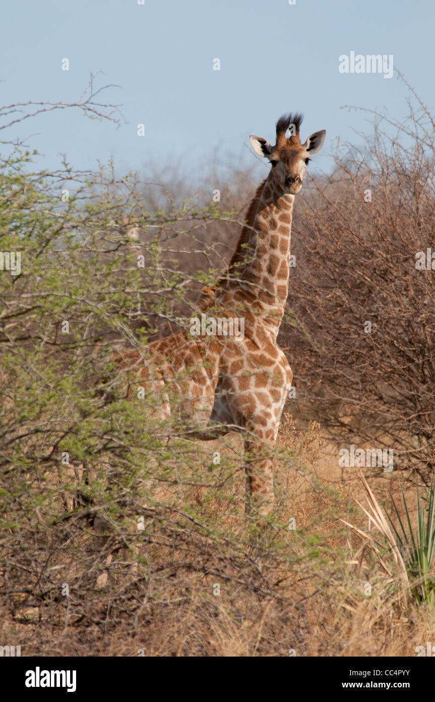 Africa Botswana Tuba Tree-Giraffe standing in bushes, looking (Giraffa ...