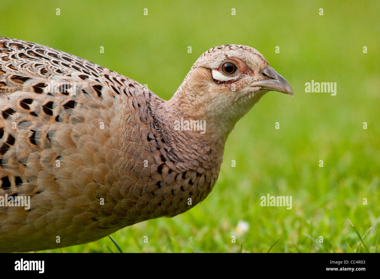 Pheasant Female Profile View of Alert Hen Pheasant Stock Photo - Alamy