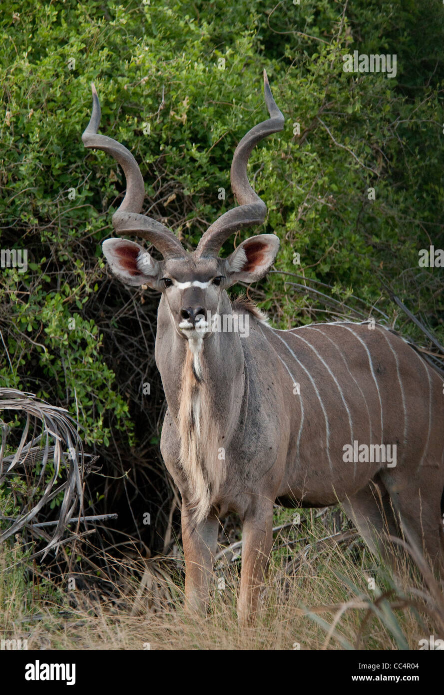 Africa Botswana Tuba Tree-Greater Kudu standing (Tragelaphus ...
