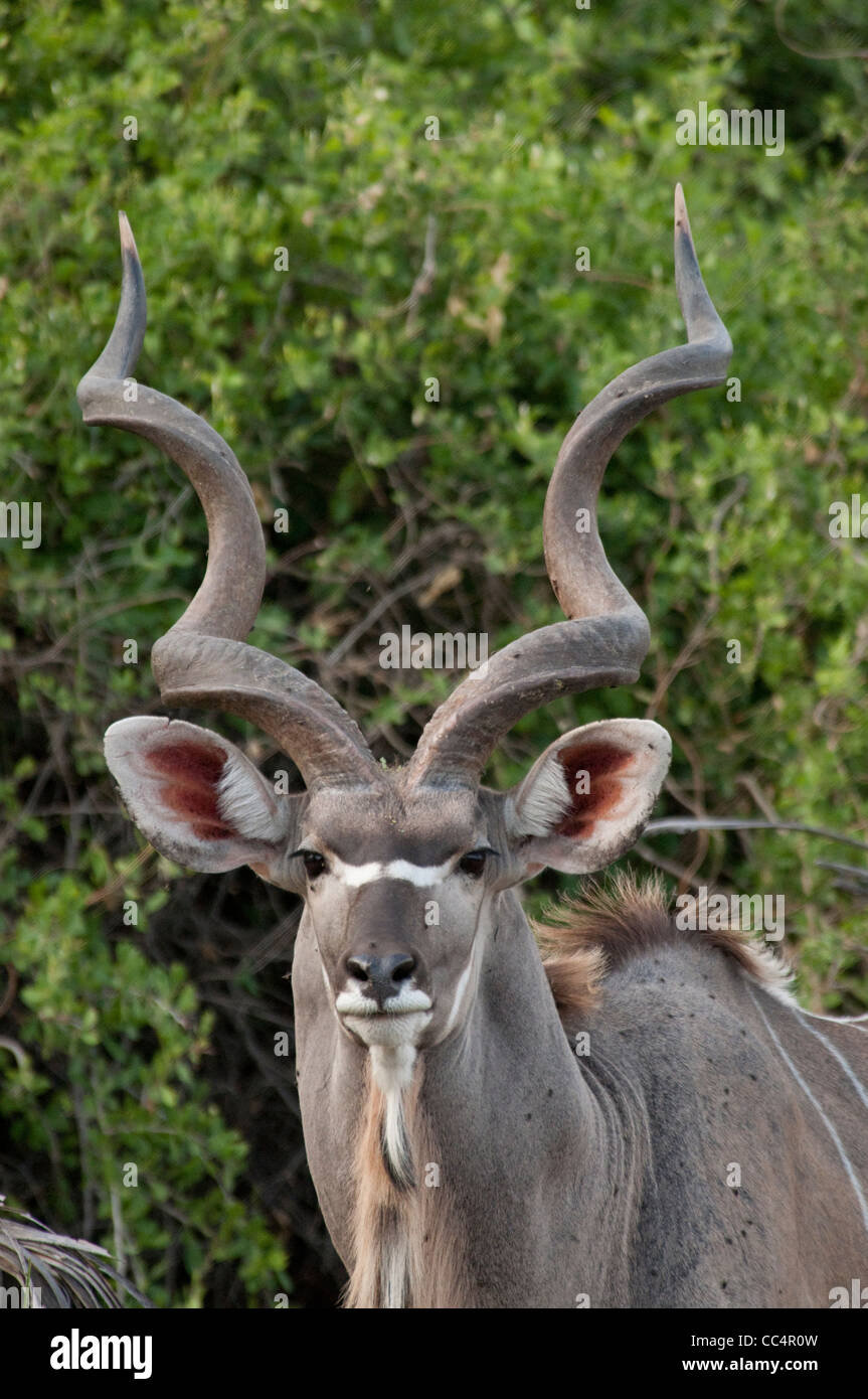 Africa Botswana Tuba Tree-Greater Kudu-head shot (Tragelaphus ...
