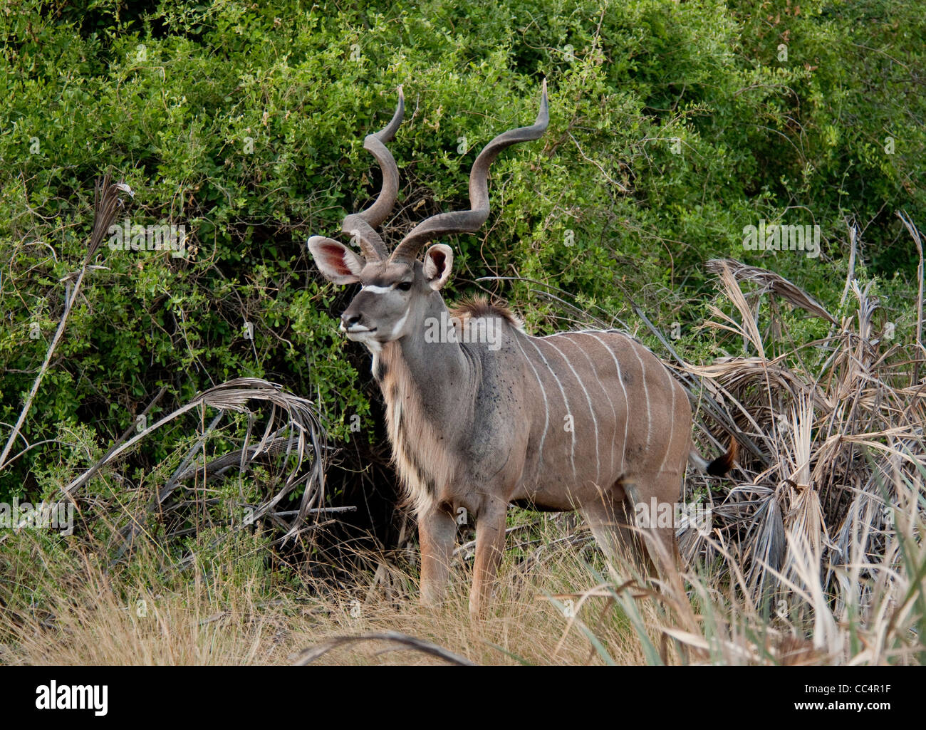 Africa Botswana Tuba Tree-Greater Kudu standing (Tragelaphus ...