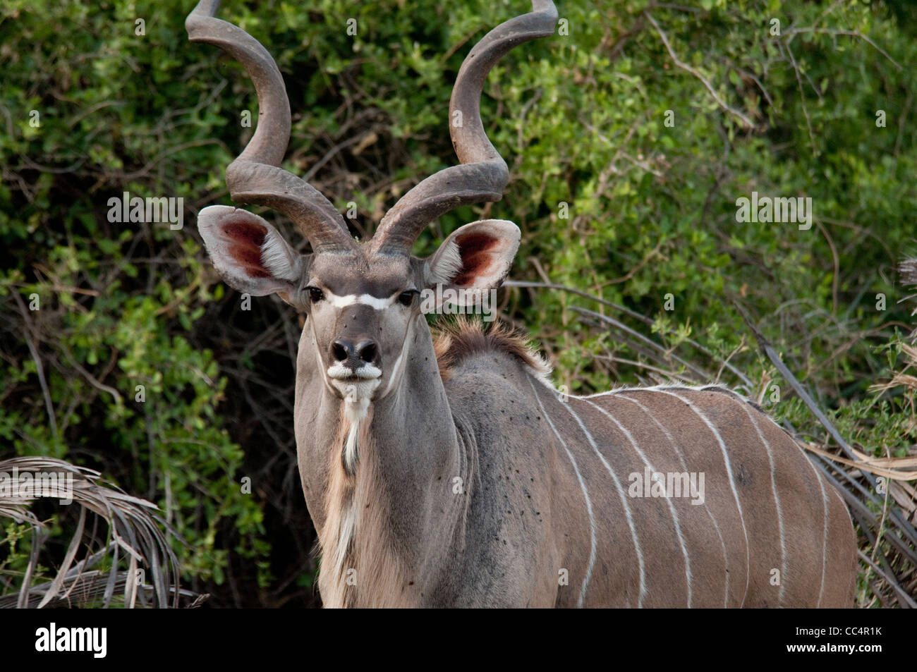 Kudu head hi-res stock photography and images - Alamy