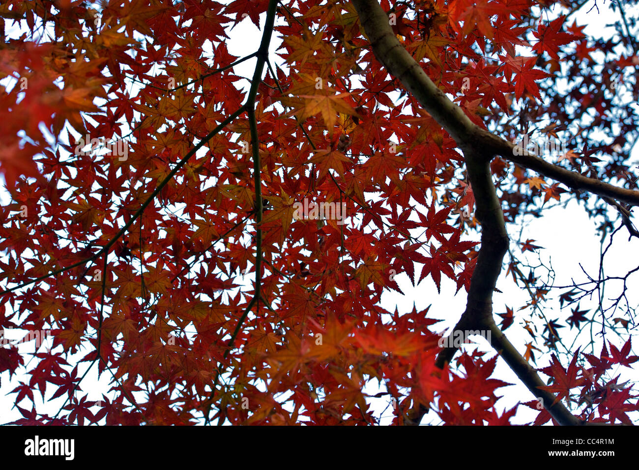 Chinese red maple tree hi-res stock photography and images - Alamy