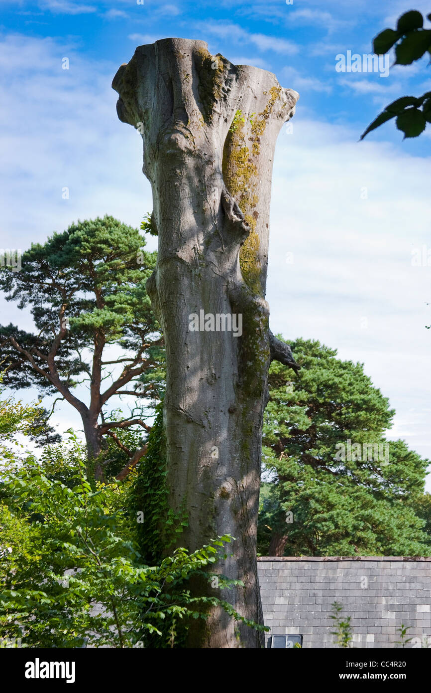 Pollarded Lopped Mature Beech Tree in Shaded Sunlight Stock Photo - Alamy