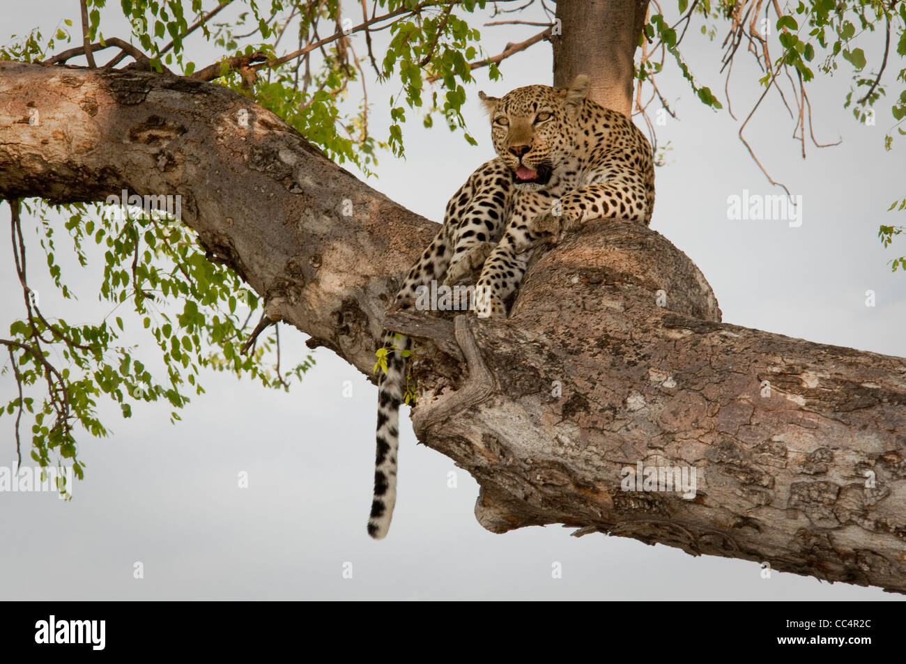 Africa Botswana Tuba Tree-Leopard lying in tree ( Panthera pardus Stock ...