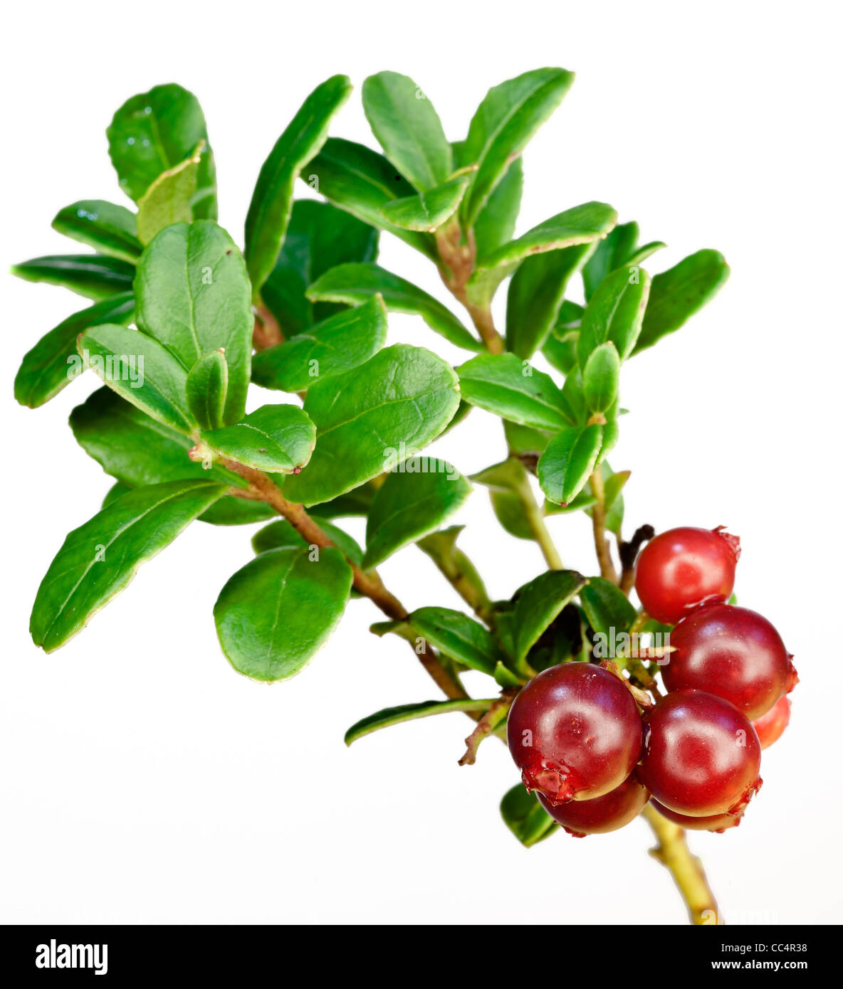 Fresh cowberry hi-res stock photography and images - Alamy