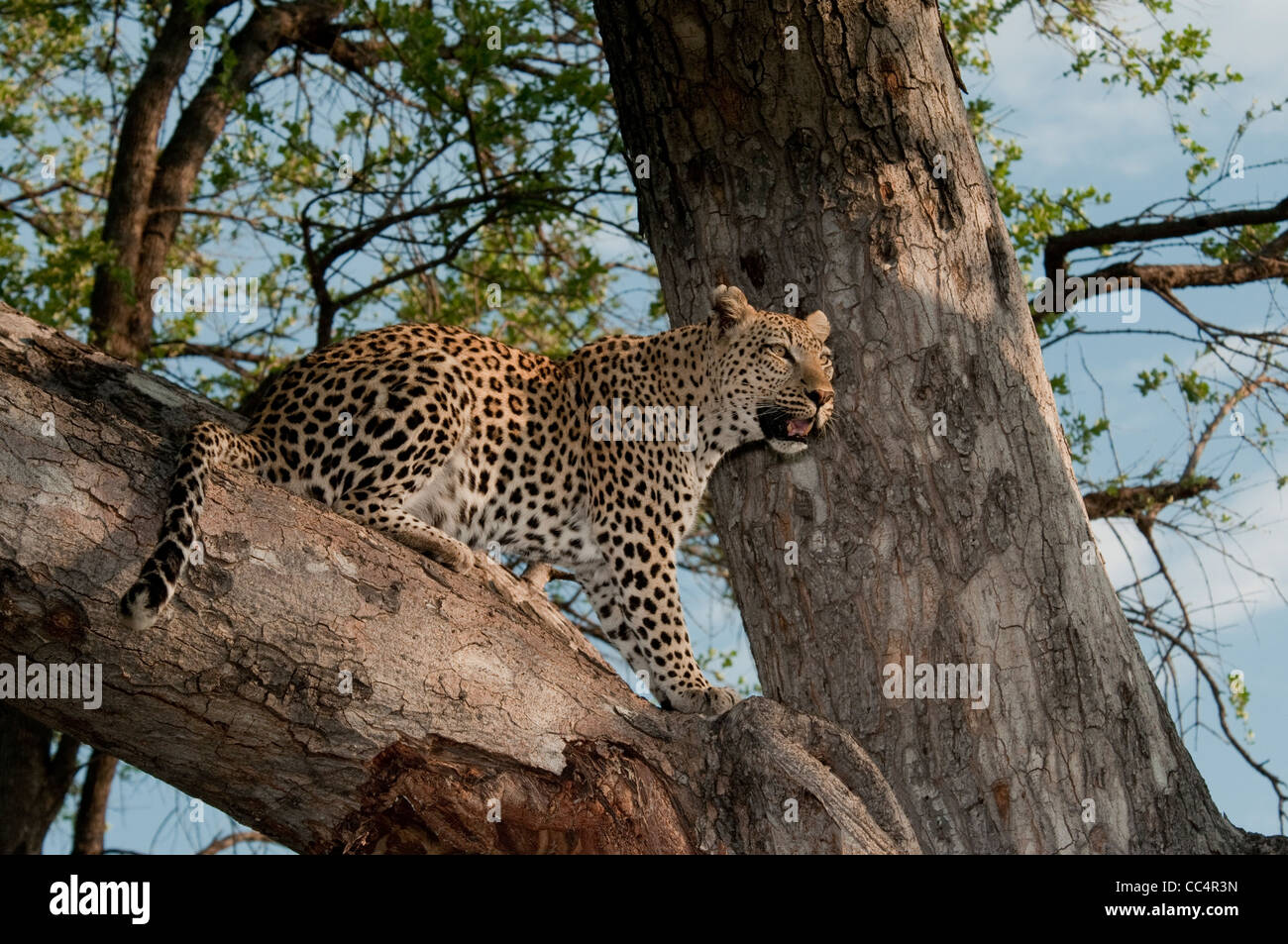 Leopard sitting in tree hi-res stock photography and images - Alamy