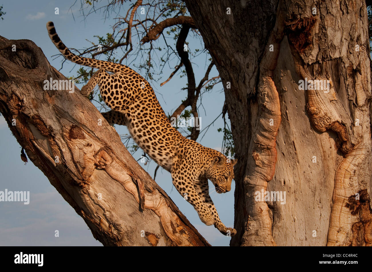 Leopard jumping tree hi-res stock photography and images - Alamy