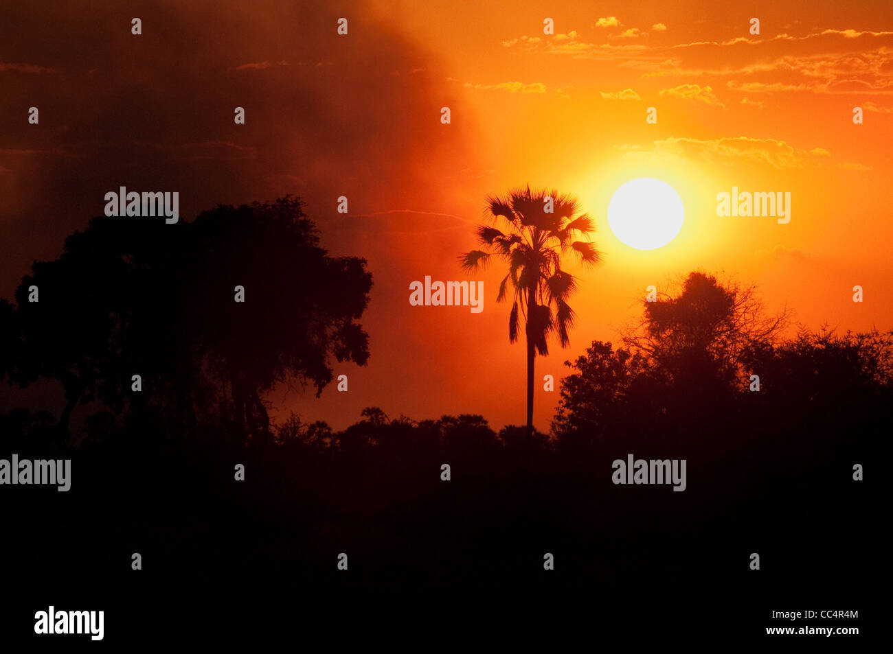 Palm trees fire smoke hi-res stock photography and images - Alamy