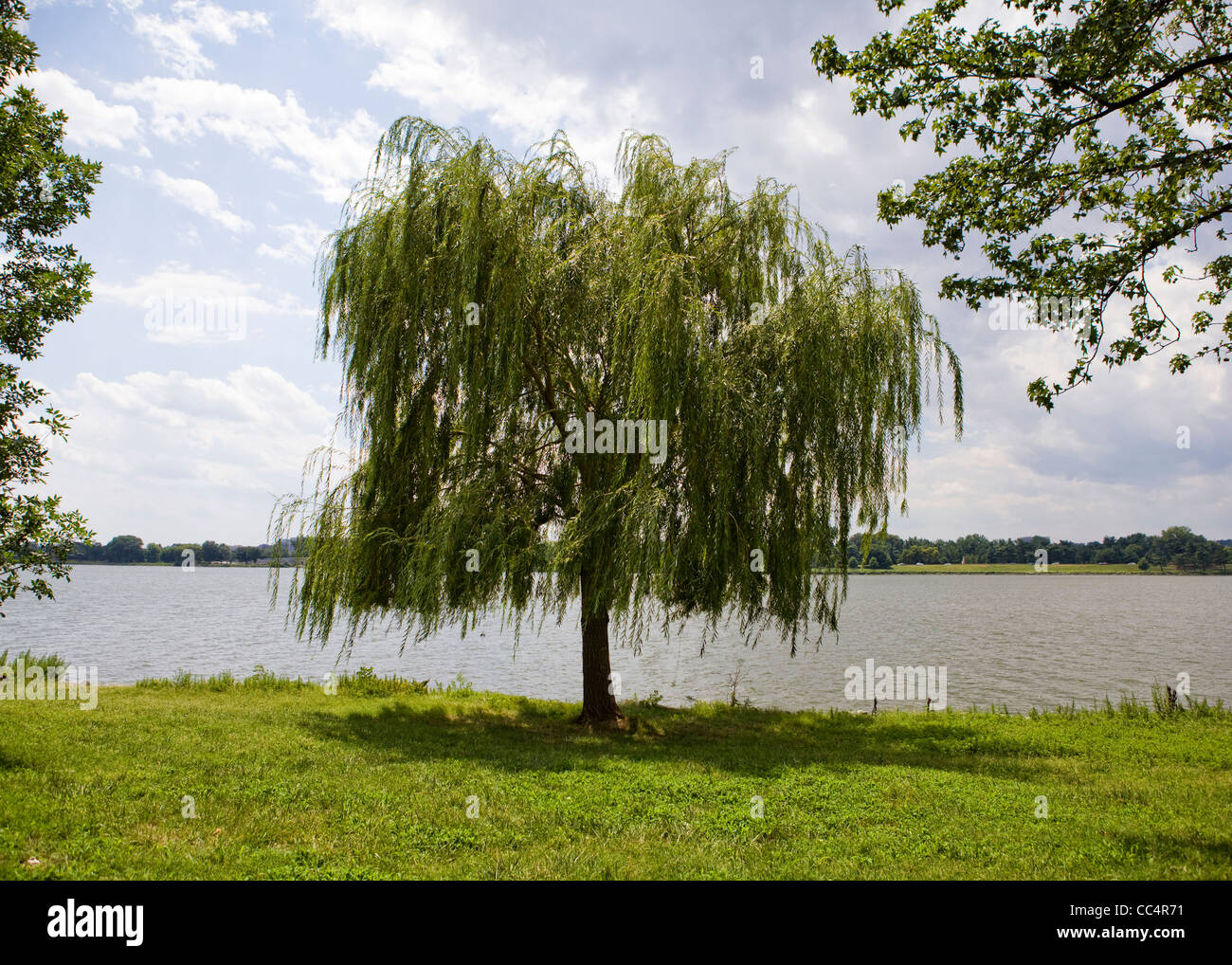 Weeping willow tree hi-res stock photography and images - Alamy