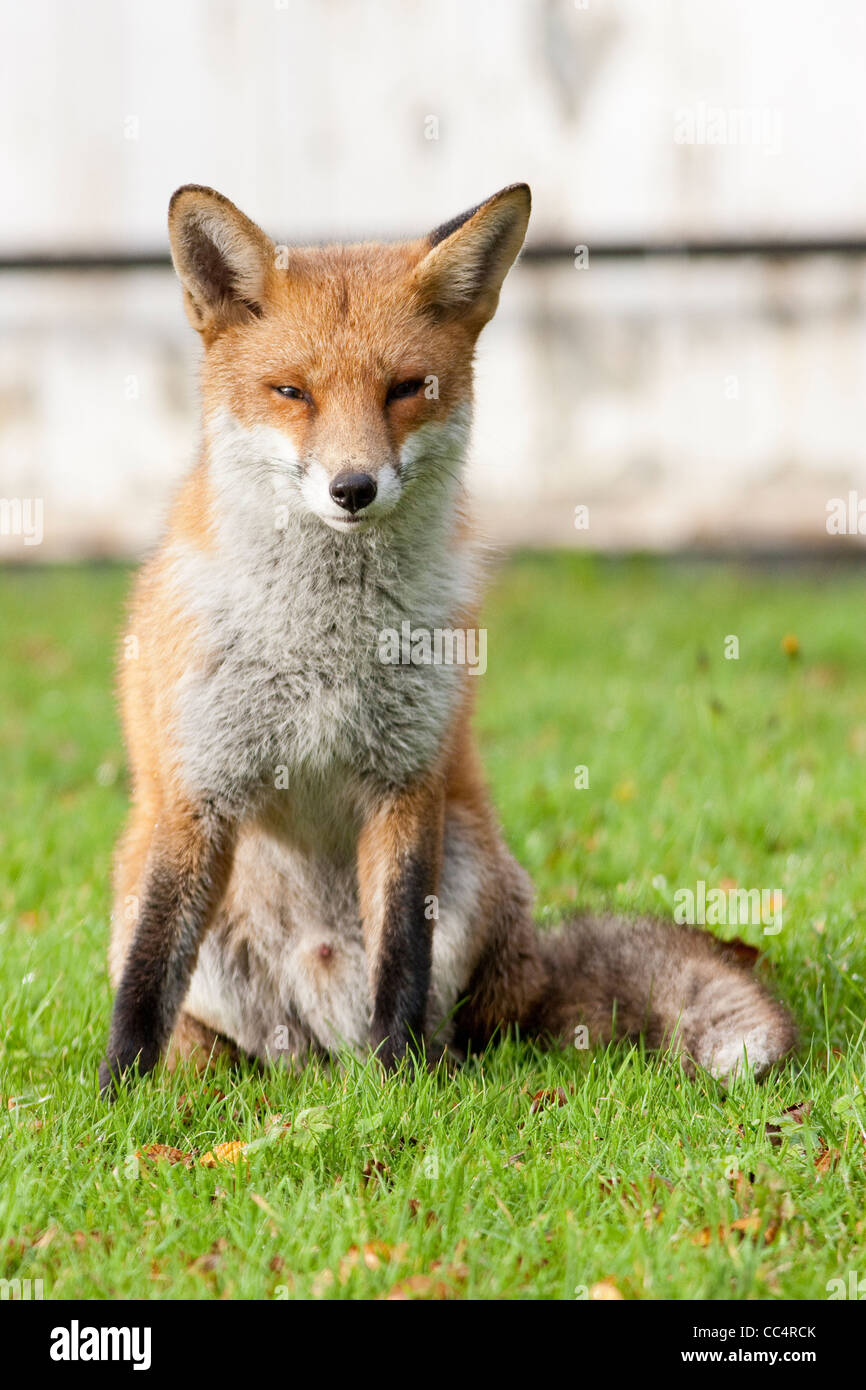 Fox sitting hi-res stock photography and images - Alamy