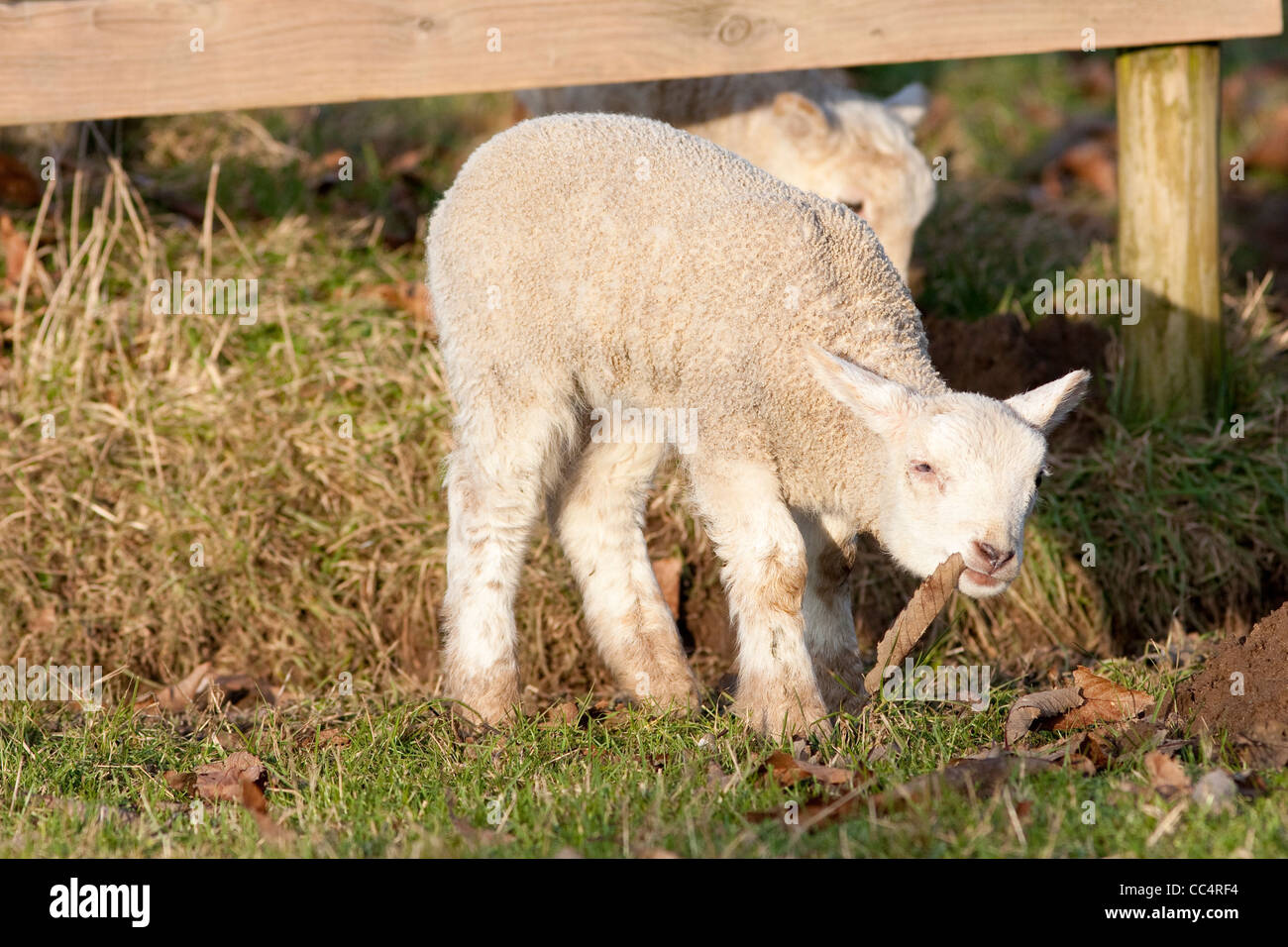 Leaf Sheep High Resolution Stock Photography and Images - Alamy