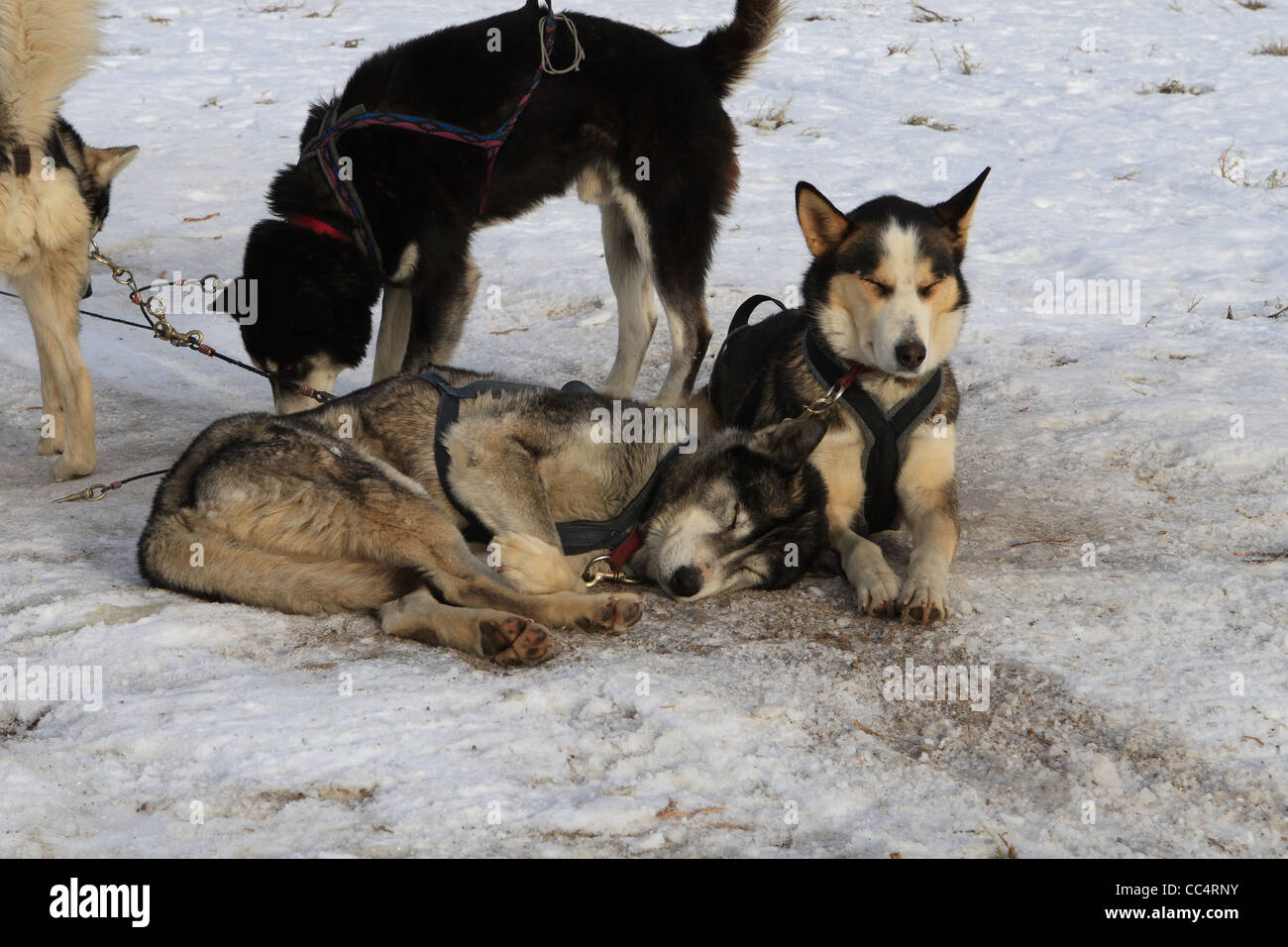 Dog sledge team hi-res stock photography and images - Alamy