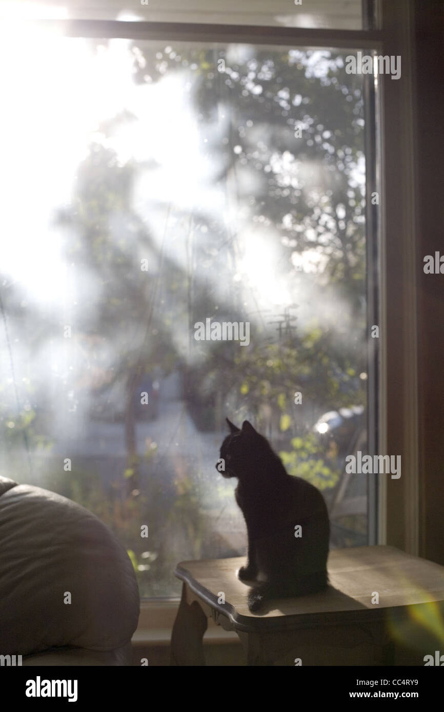 Window With Leaves High Resolution Stock Photography and Images - Alamy