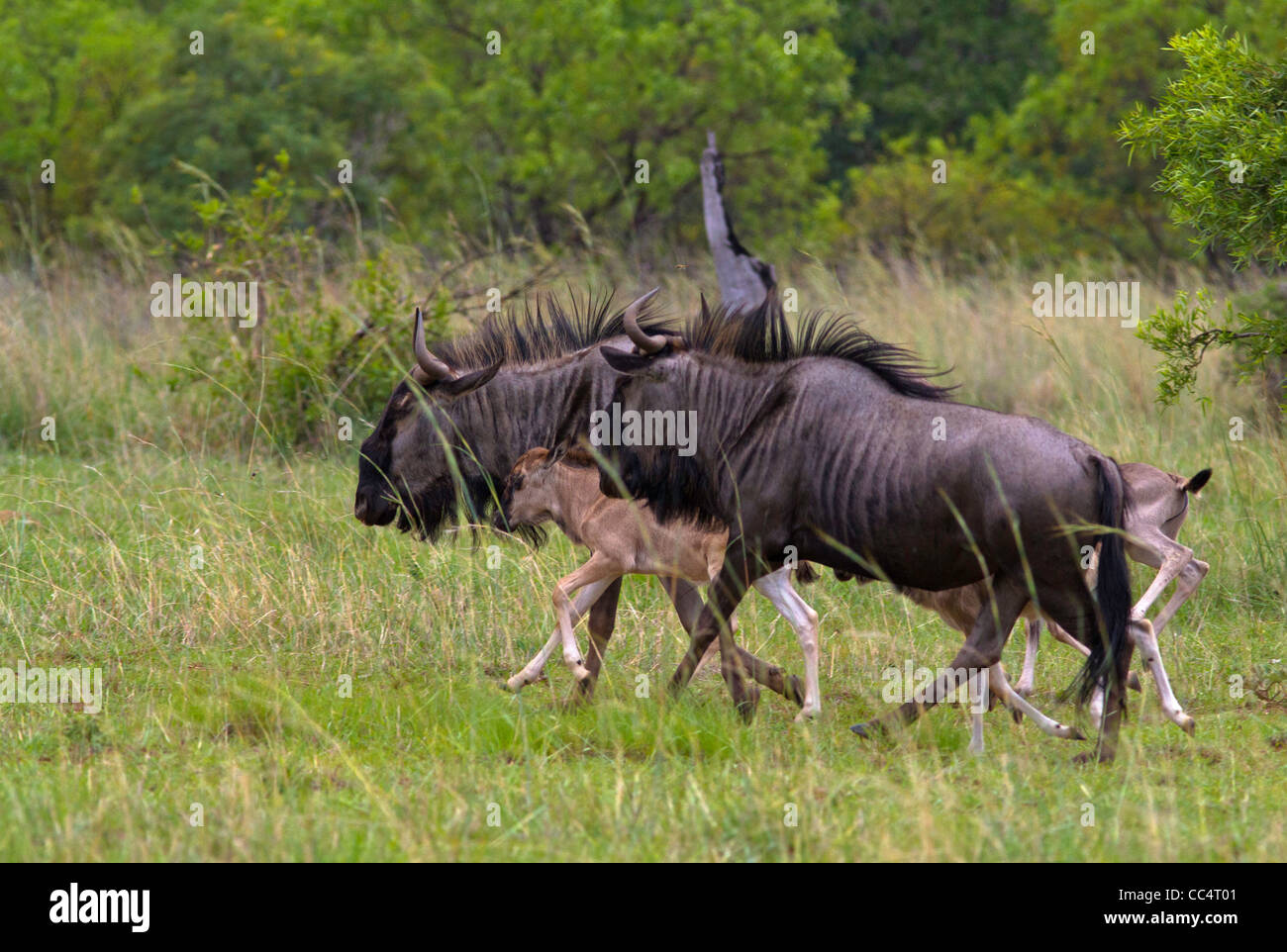 blue wildebeest running Stock Photo - Alamy