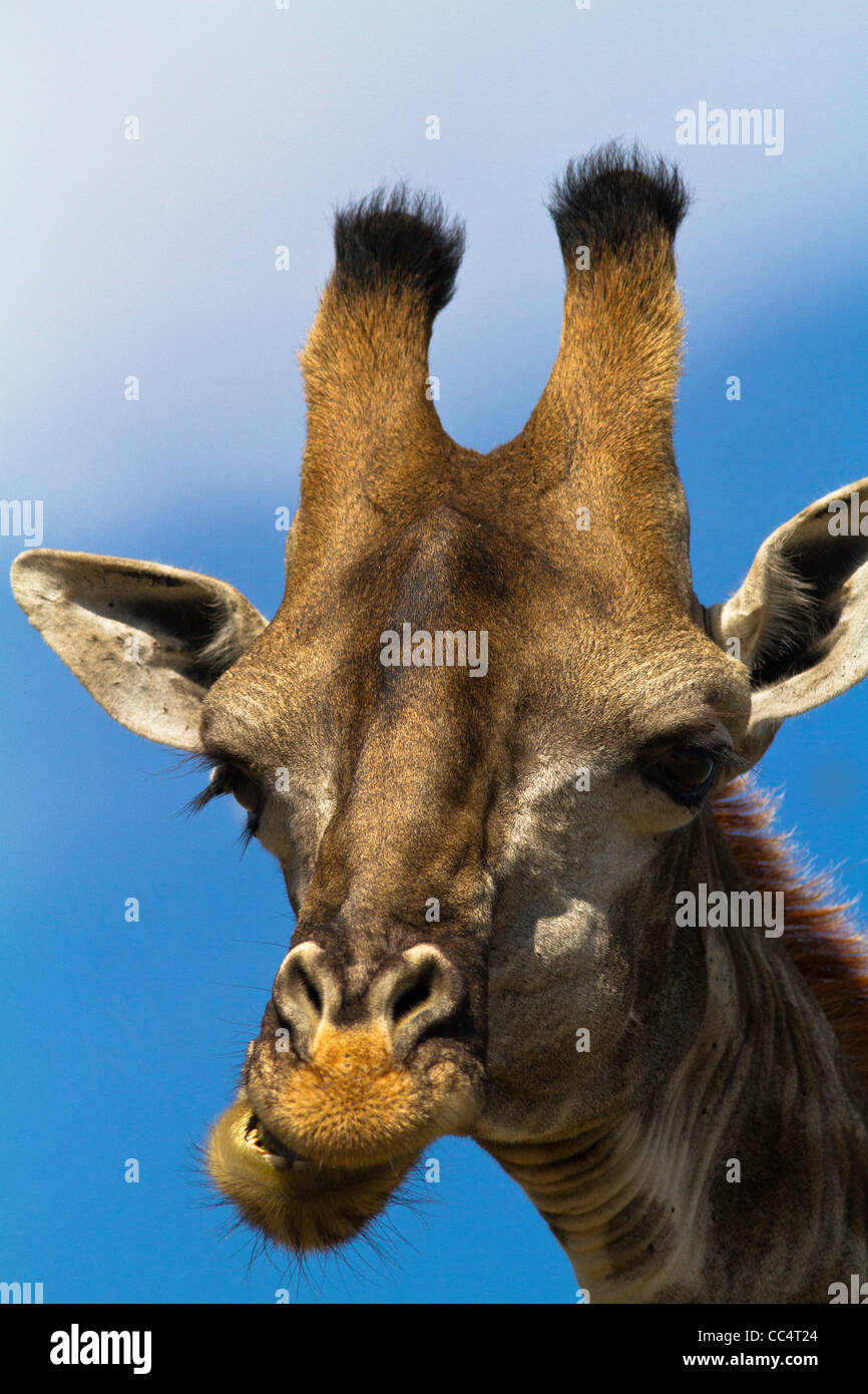 Chewing giraffe hi-res stock photography and images - Alamy