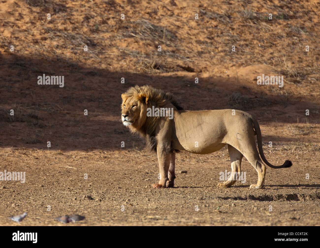 Fed lion hi-res stock photography and images - Alamy