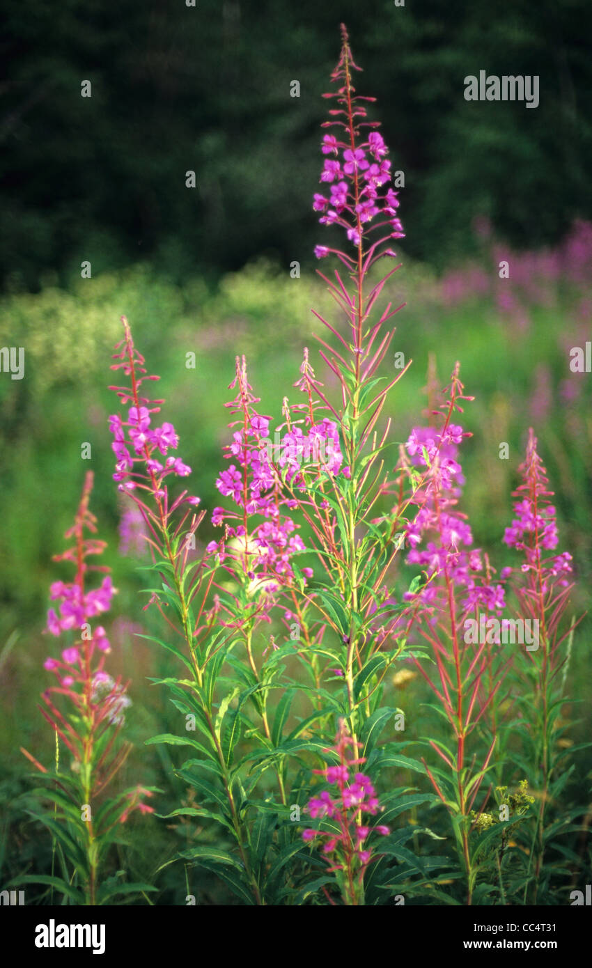 Willowherb flowers, Nordland, Norway Stock Photo - Alamy