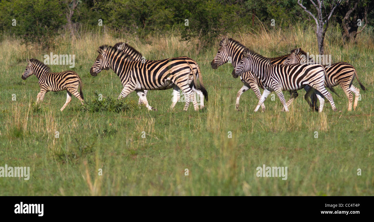 Africa zebra herd hi-res stock photography and images - Alamy