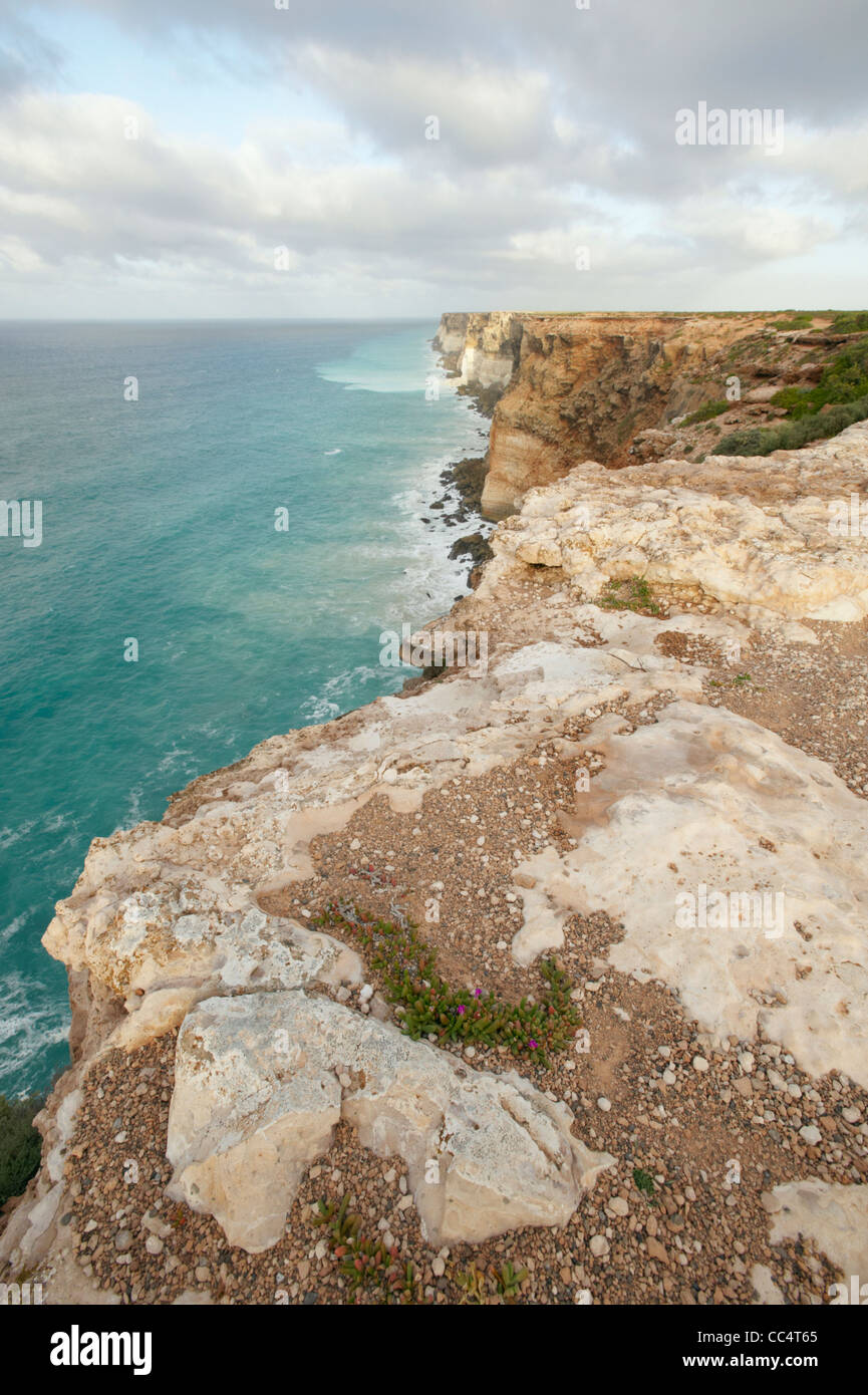 Australian coastal plants hi-res stock photography and images - Alamy