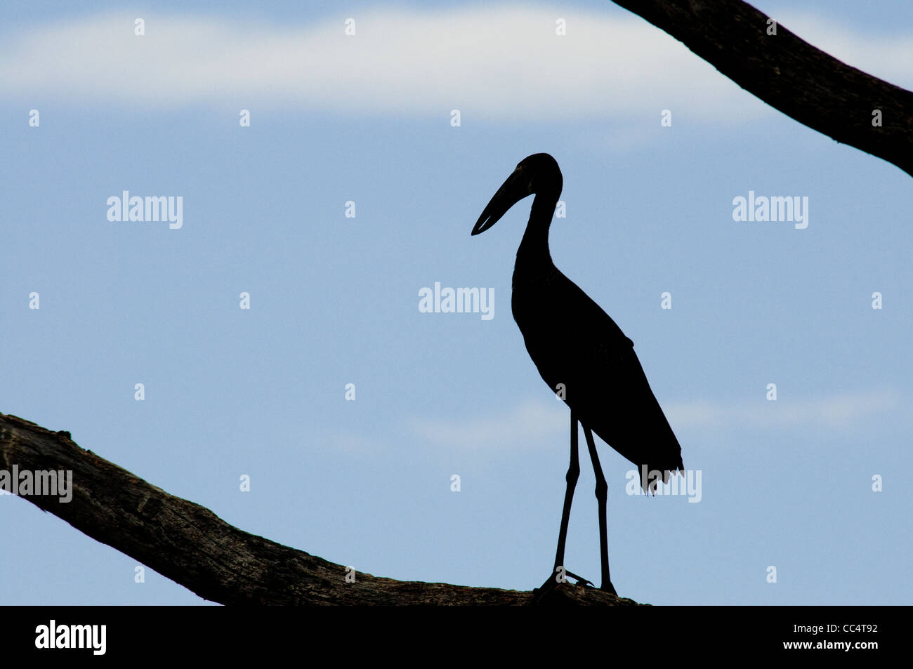 Africa Botswana Tuba Tree-Open-billed stork in tree (Anastomus ...