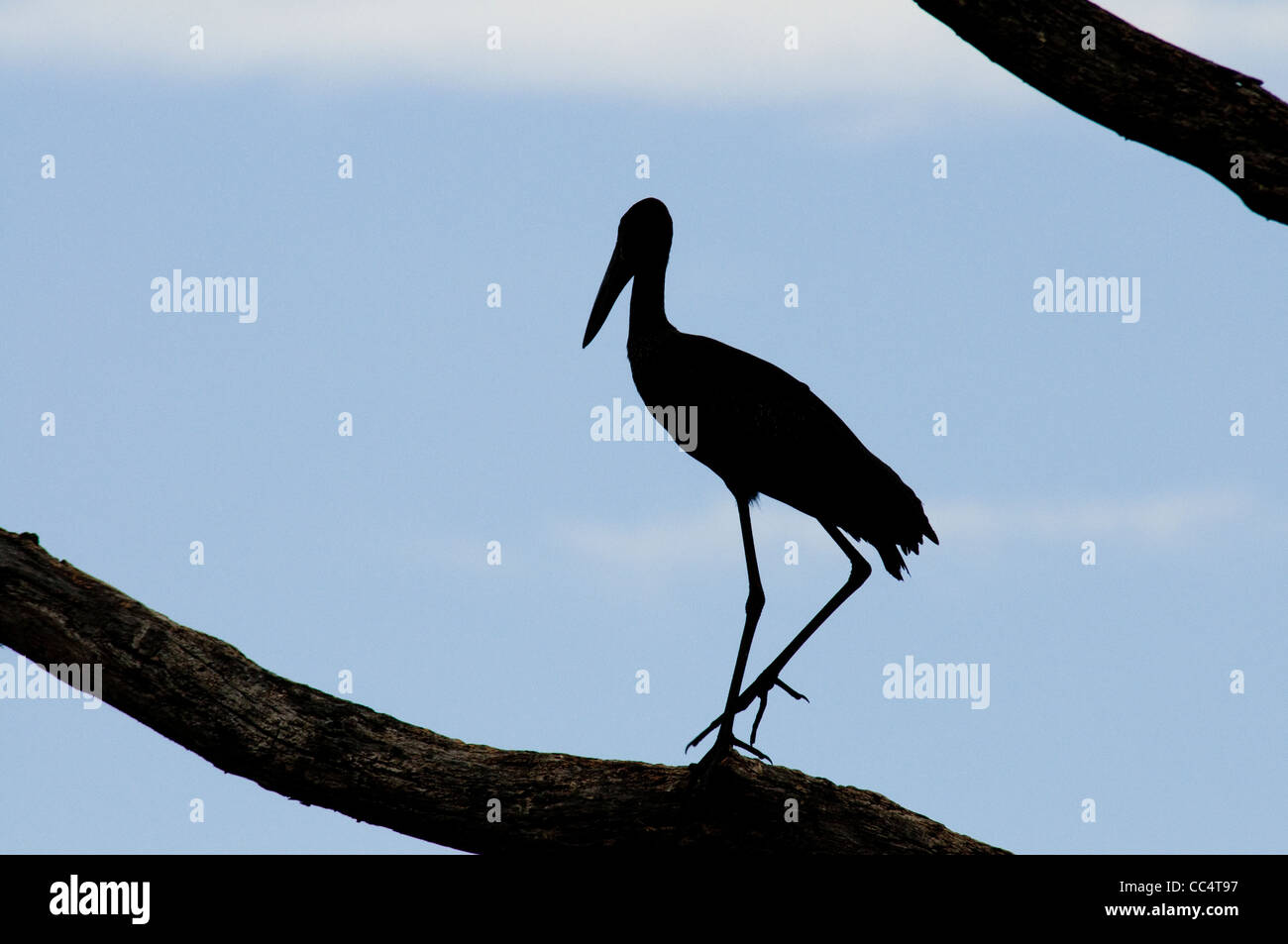 Tuba Silhouette High Resolution Stock Photography and Images - Alamy